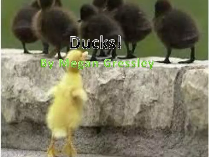 PPT - Ducks! PowerPoint Presentation, free download - ID:2350268