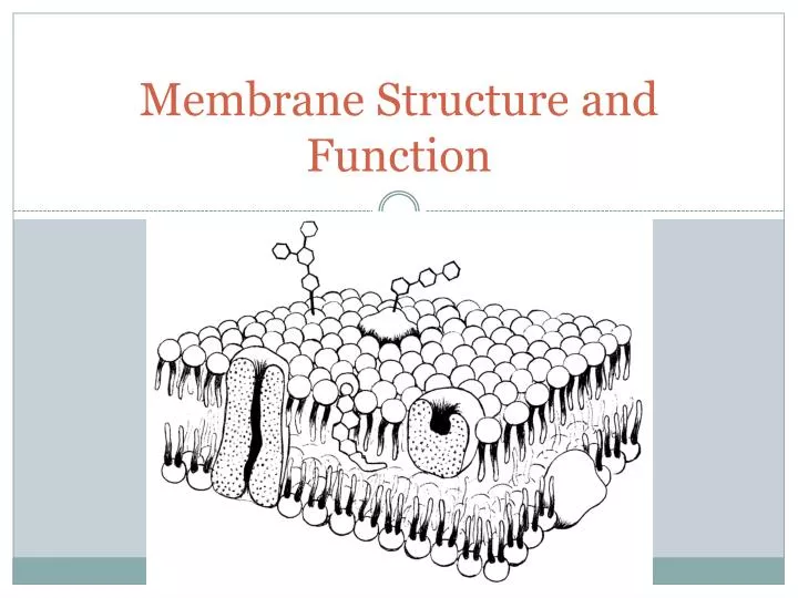 PPT - Membrane Structure and Function PowerPoint Presentation, free ...