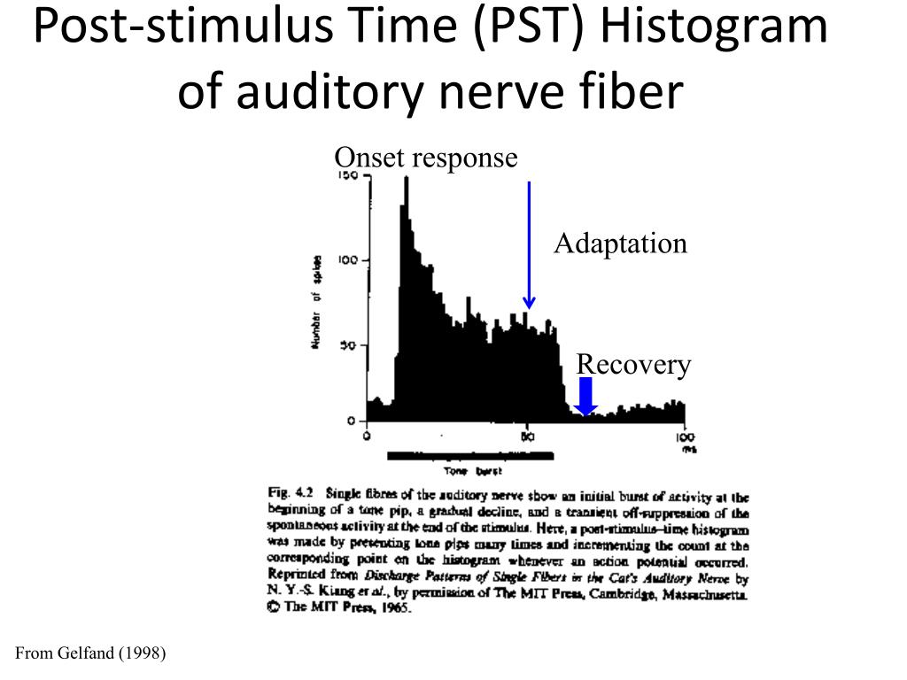 PPT - Temporal coding and Temporal resolution PowerPoint Presentation ... PPT - Temporal coding and Temporal resolution PowerPoint Presentation ...