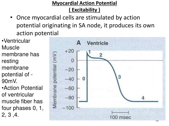 PPT - Electrophysiology ( Conduction System of Heart) PowerPoint ...