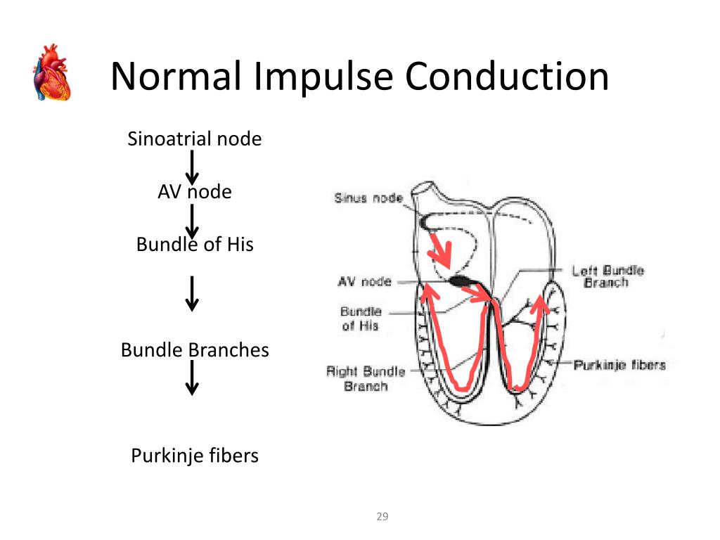 Ppt Electrophysiology Conduction System Of Heart Powerpoint