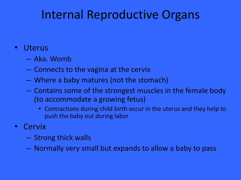 PPT - Male and Female Reproductive Systems PowerPoint Presentation ...