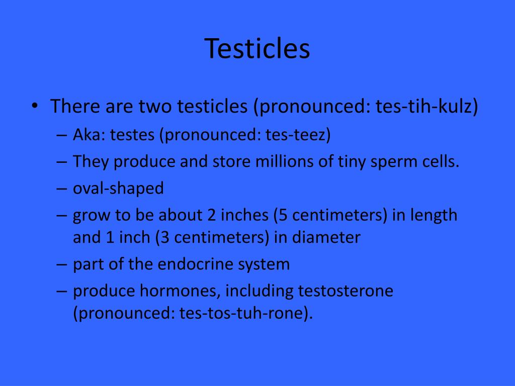 PPT - Male and Female Reproductive Systems PowerPoint Presentation ...