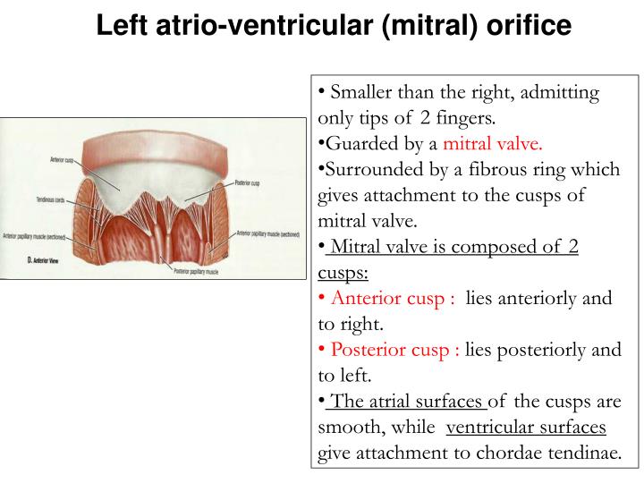 PPT - Anatomy of the Heart PowerPoint Presentation - ID:2351042