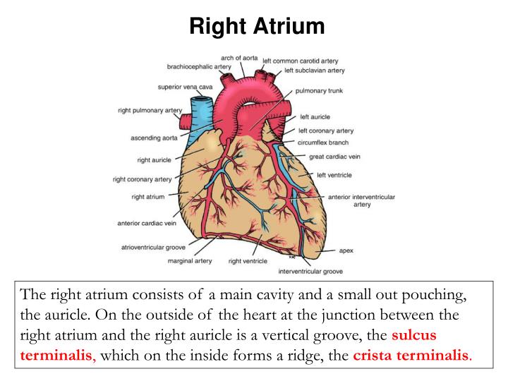 PPT - Anatomy of the Heart PowerPoint Presentation - ID:2351042
