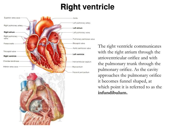 PPT - Anatomy of the Heart PowerPoint Presentation - ID:2351042