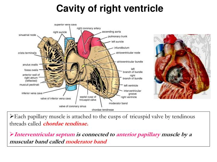PPT - Anatomy of the Heart PowerPoint Presentation - ID:2351042