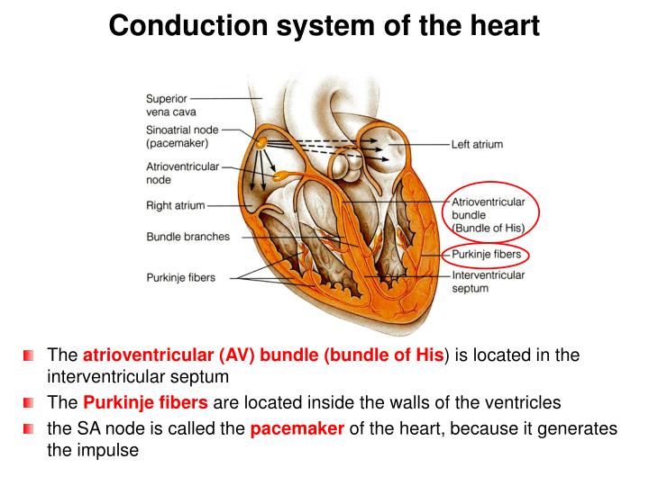 PPT - Anatomy of the Heart PowerPoint Presentation - ID:2351042