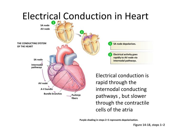PPT - Electrical Conduction in Myocardial Cells PowerPoint Presentation ...
