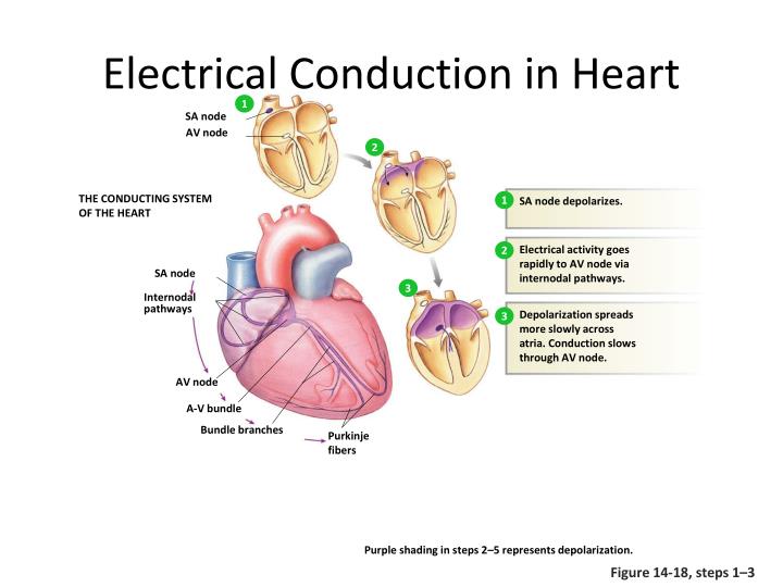 PPT - Electrical Conduction in Myocardial Cells PowerPoint Presentation ...