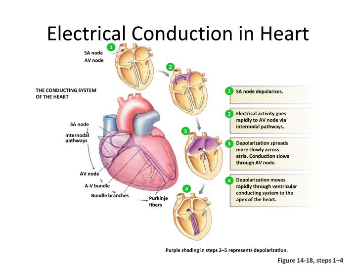 PPT - Electrical Conduction in Myocardial Cells PowerPoint Presentation ...