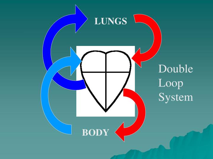 PPT - Cardiovascular System PowerPoint Presentation - ID:2351099