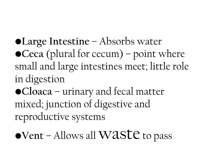 PPT - A Trip through the Monogastric System PowerPoint Presentation ...