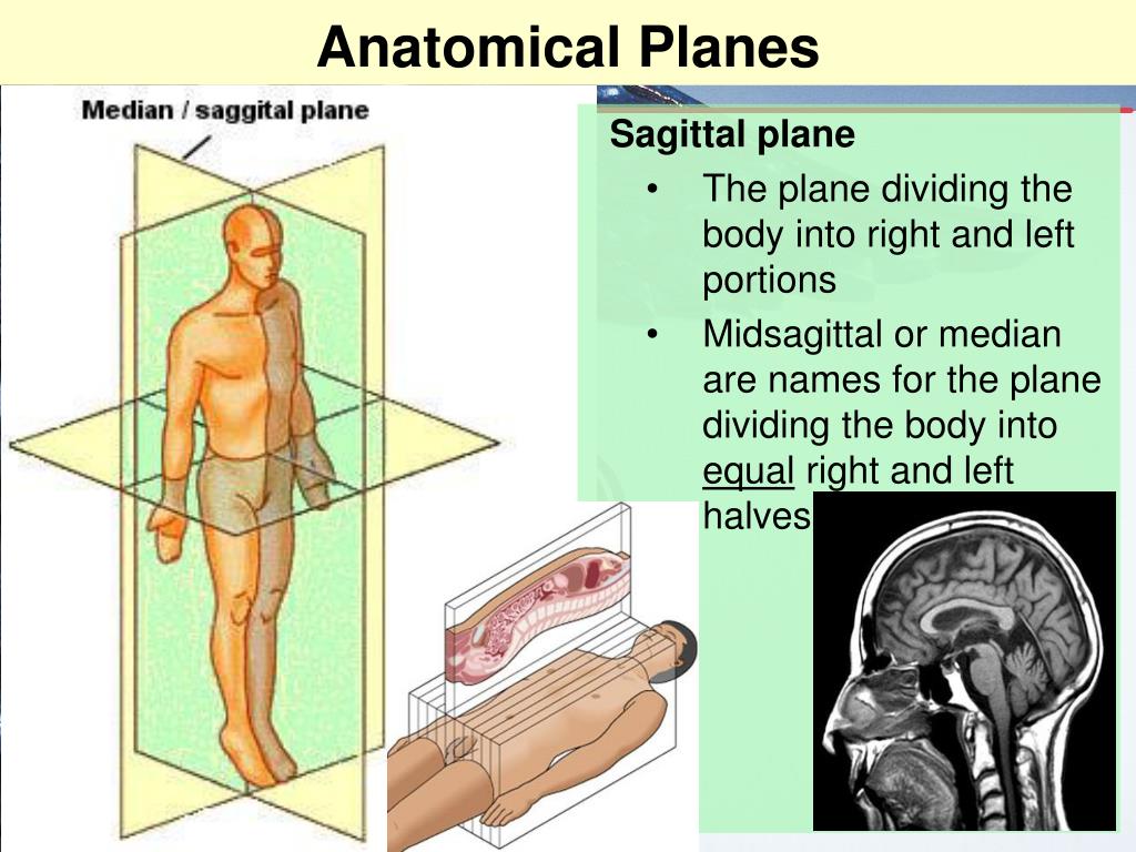 PPT - Medical Terminology Anatomical Position, Directional Terms and ...