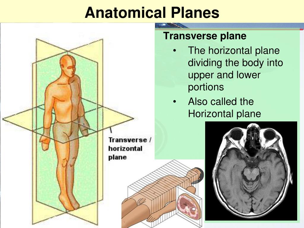 PPT - Medical Terminology Anatomical Position, Directional Terms and ...