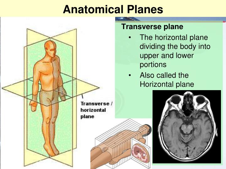 Transverse Plane
