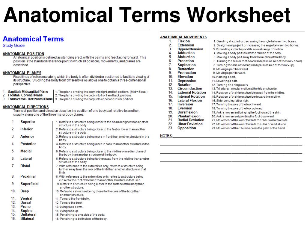 PPT - Medical Terminology Anatomical Position, Directional Terms and ...