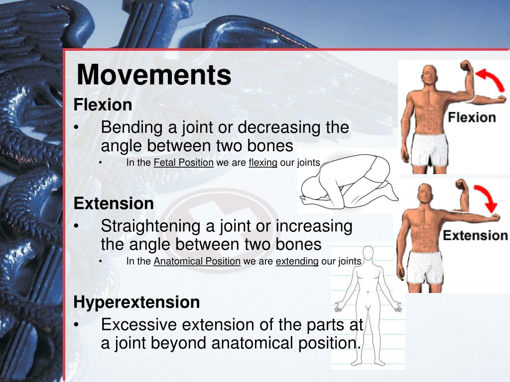 PPT - Medical Terminology Anatomical Position, Directional Terms and ...