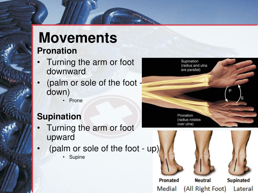PPT - Medical Terminology Anatomical Position, Directional Terms and ...