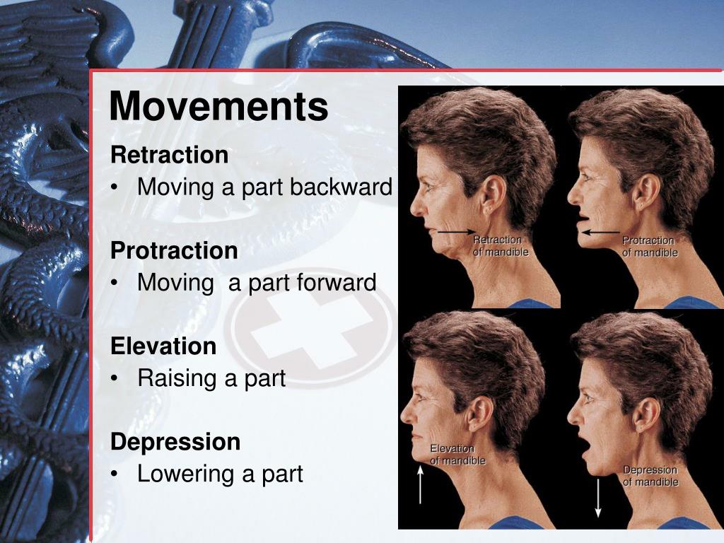 PPT - Medical Terminology Anatomical Position, Directional Terms and ...