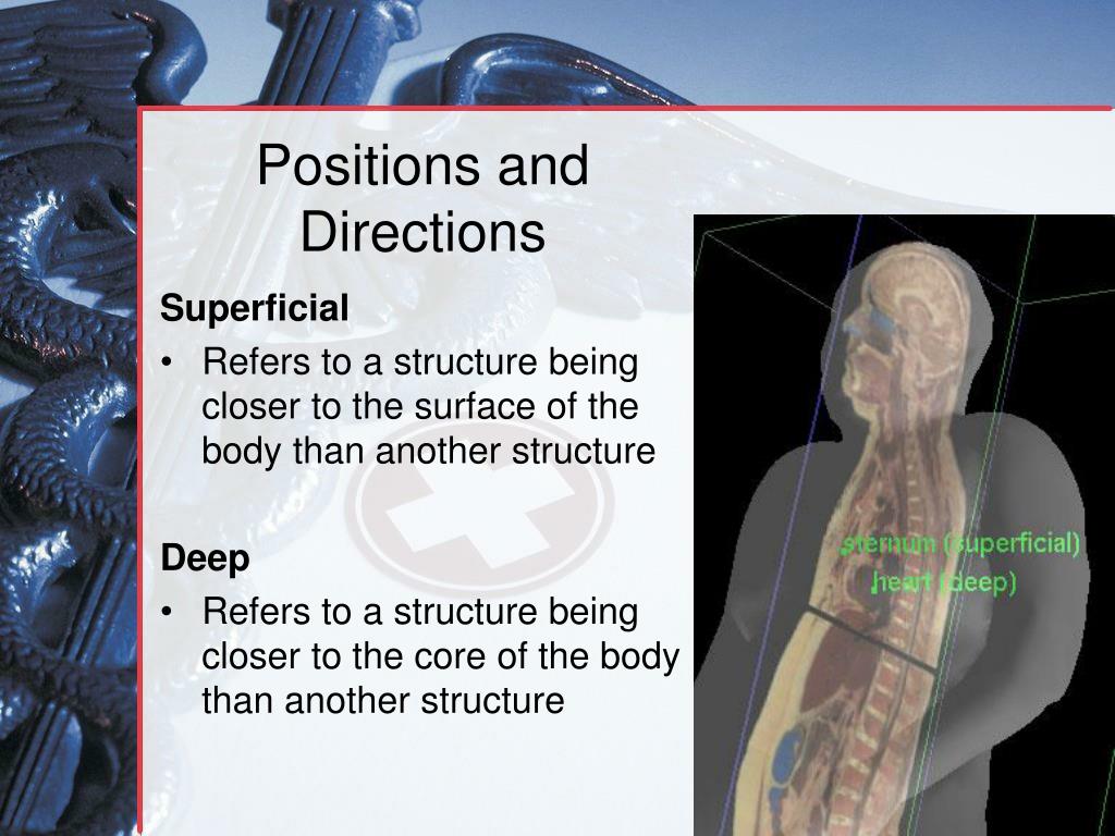 PPT - Medical Terminology Anatomical Position, Directional Terms and ...