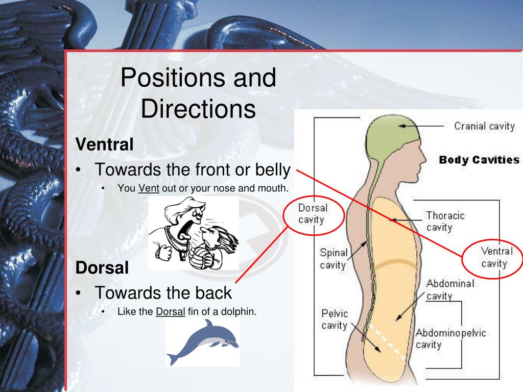 PPT - Medical Terminology Anatomical Position, Directional Terms and ...