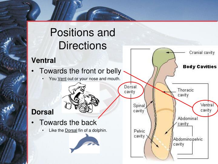 PPT - Medical Terminology Anatomical Position, Directional Terms and ...