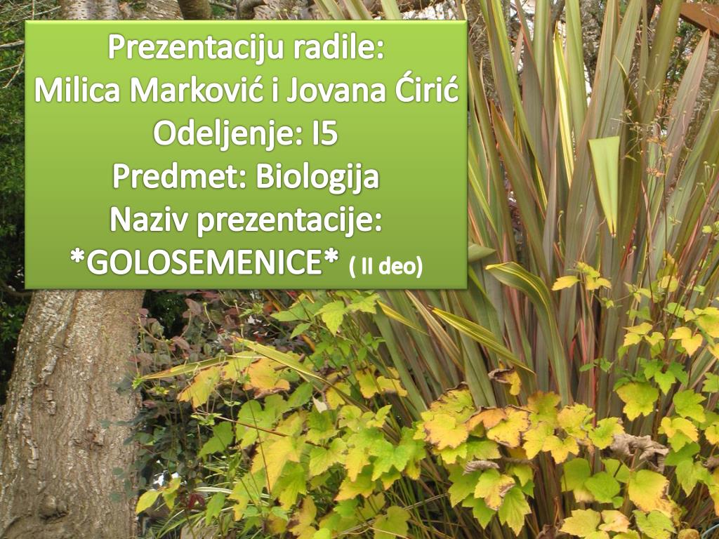 PPT - * GOLOSEMENICE * (Pionophyta ili Gymnospermae – II deo ...