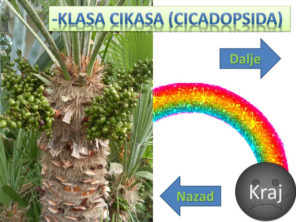 PPT - * GOLOSEMENICE * (Pionophyta ili Gymnospermae – II deo ...