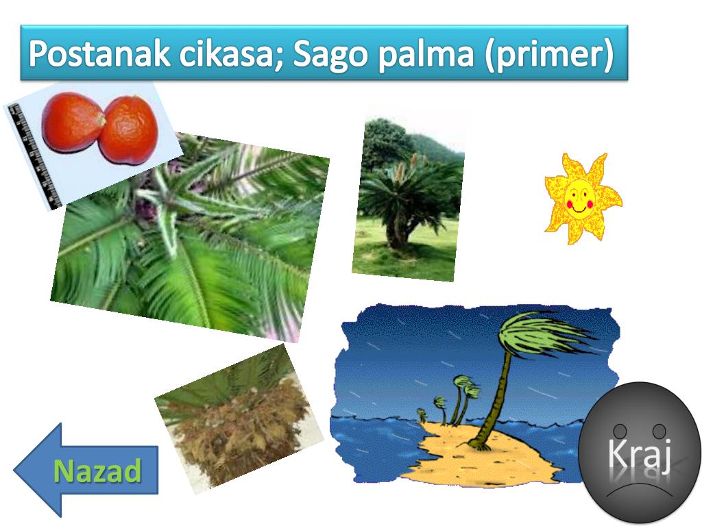 PPT - * GOLOSEMENICE * (Pionophyta ili Gymnospermae – II deo ...