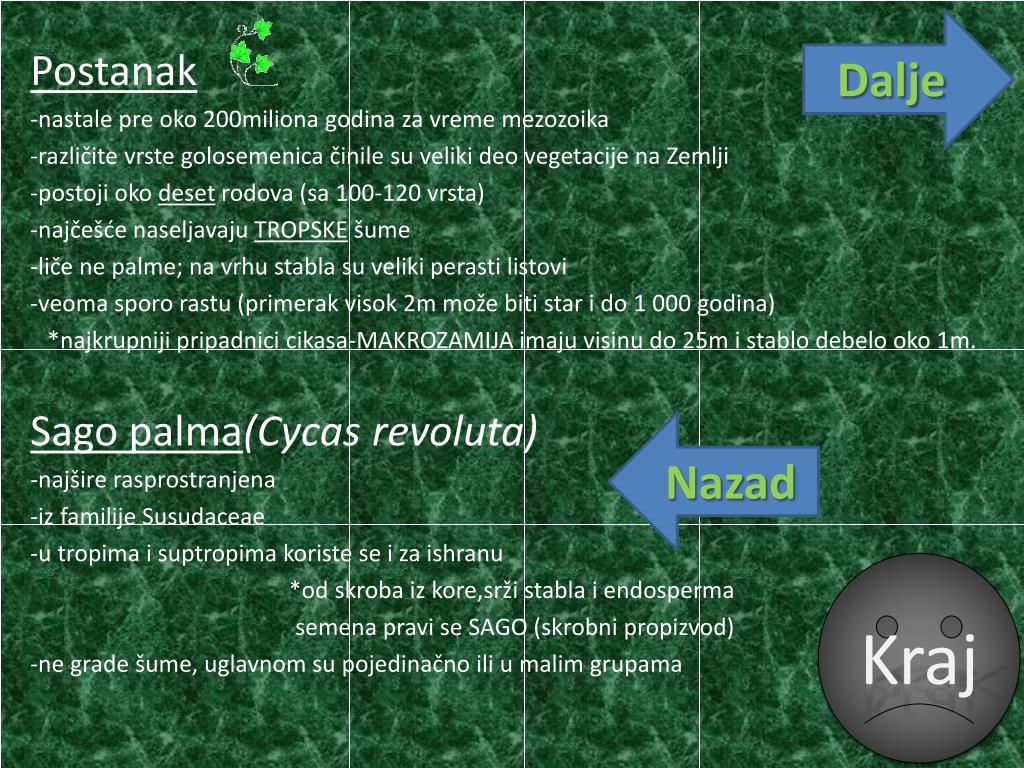PPT - * GOLOSEMENICE * (Pionophyta ili Gymnospermae – II deo ...
