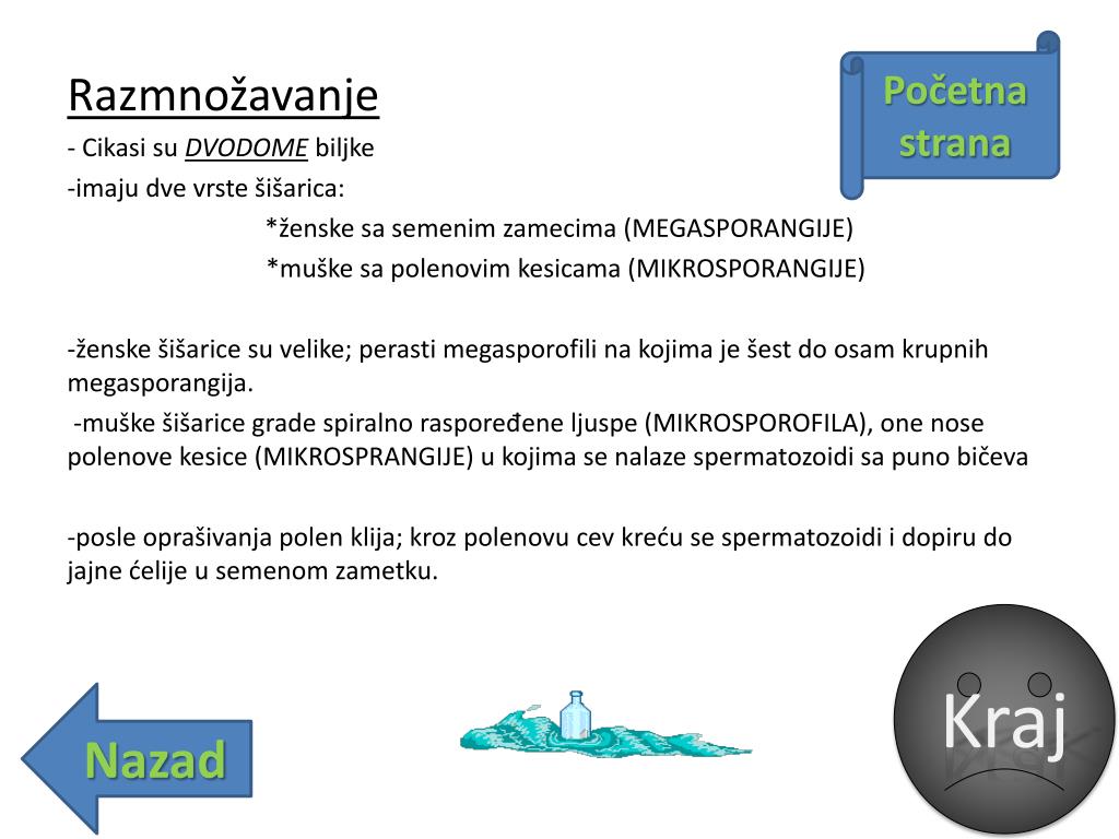 PPT - * GOLOSEMENICE * (Pionophyta ili Gymnospermae – II deo ...