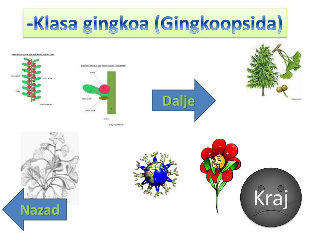 PPT - * GOLOSEMENICE * (Pionophyta ili Gymnospermae – II deo ...