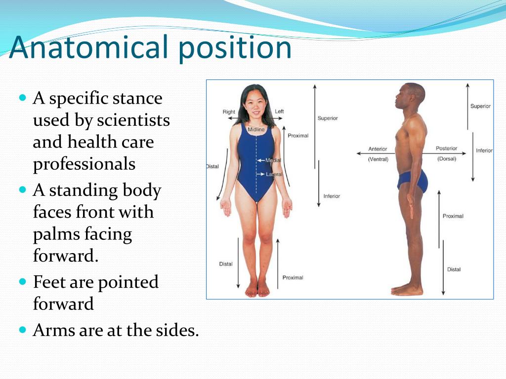 Anatomical Terms Anatomy Anatomical Terms Anatomy