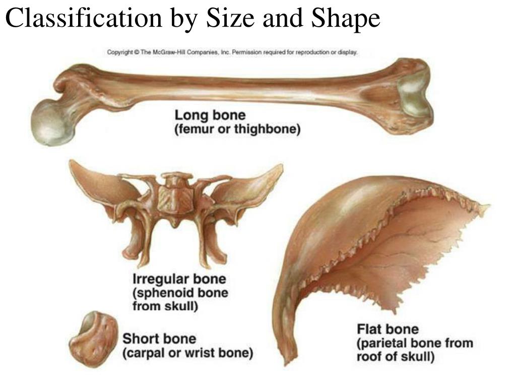 PPT - Osteology: The study of bone Anatomical Terminology and Basic ...