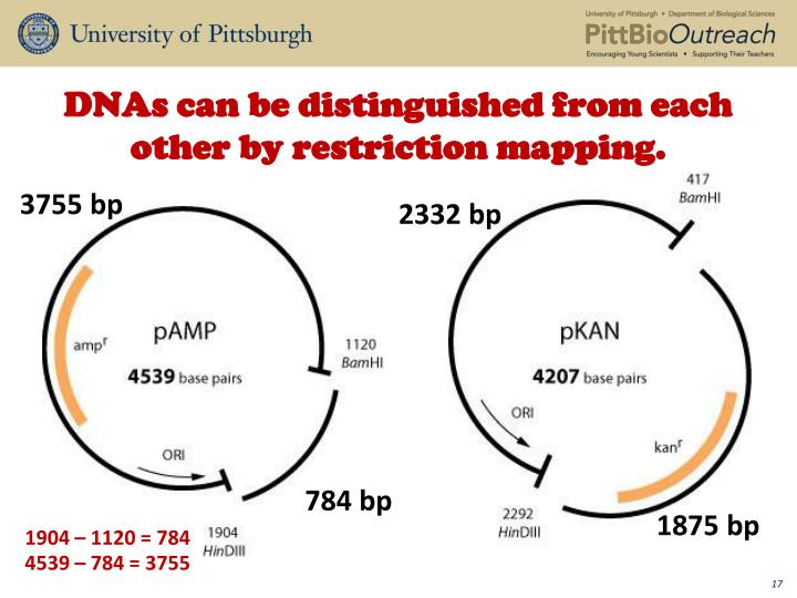 PPT - Restriction Analysis of Plasmid DNA PowerPoint Presentation - ID ...