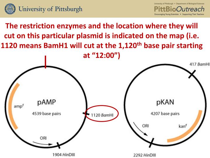 PPT - Restriction Analysis of Plasmid DNA PowerPoint Presentation - ID ...