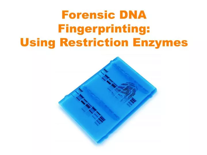 PPT - Forensic DNA Fingerprinting: Using Restriction Enzymes PowerPoint ...