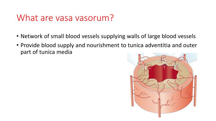PPT - Atherosclerosis PowerPoint Presentation - ID:2352142