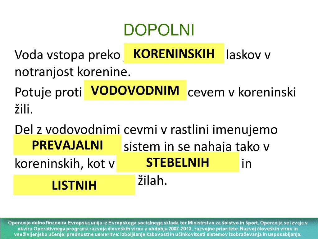 PPT - RASTLINSKI ORGANI korenina, steblo, list PowerPoint Presentation ...