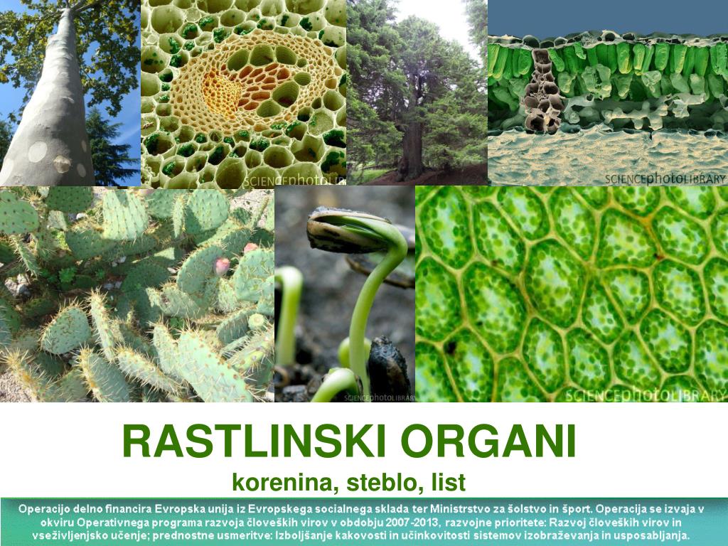 PPT - RASTLINSKI ORGANI korenina, steblo, list PowerPoint Presentation ...