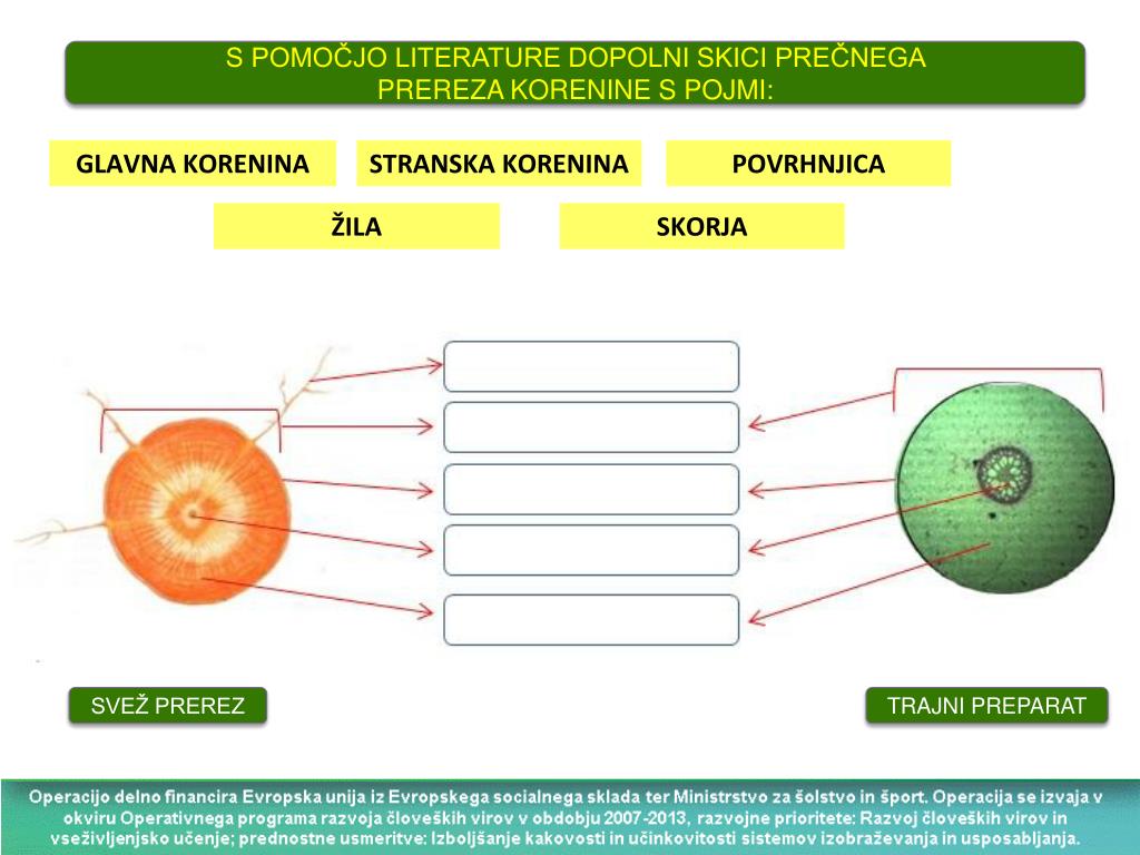 PPT - RASTLINSKI ORGANI korenina, steblo, list PowerPoint Presentation ...