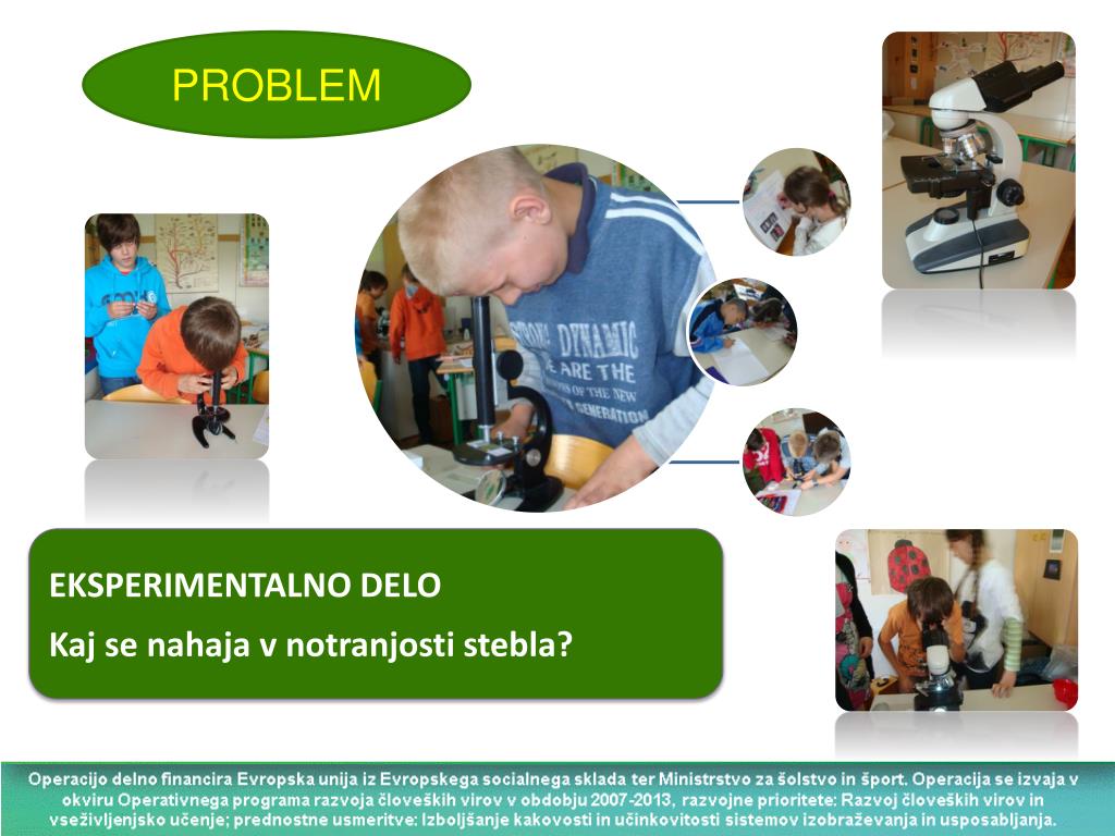 PPT - RASTLINSKI ORGANI korenina, steblo, list PowerPoint Presentation ...