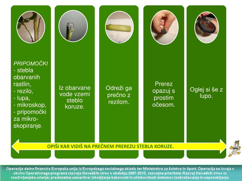 PPT - RASTLINSKI ORGANI korenina, steblo, list PowerPoint Presentation ...