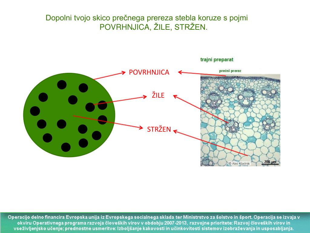 PPT - RASTLINSKI ORGANI korenina, steblo, list PowerPoint Presentation ...