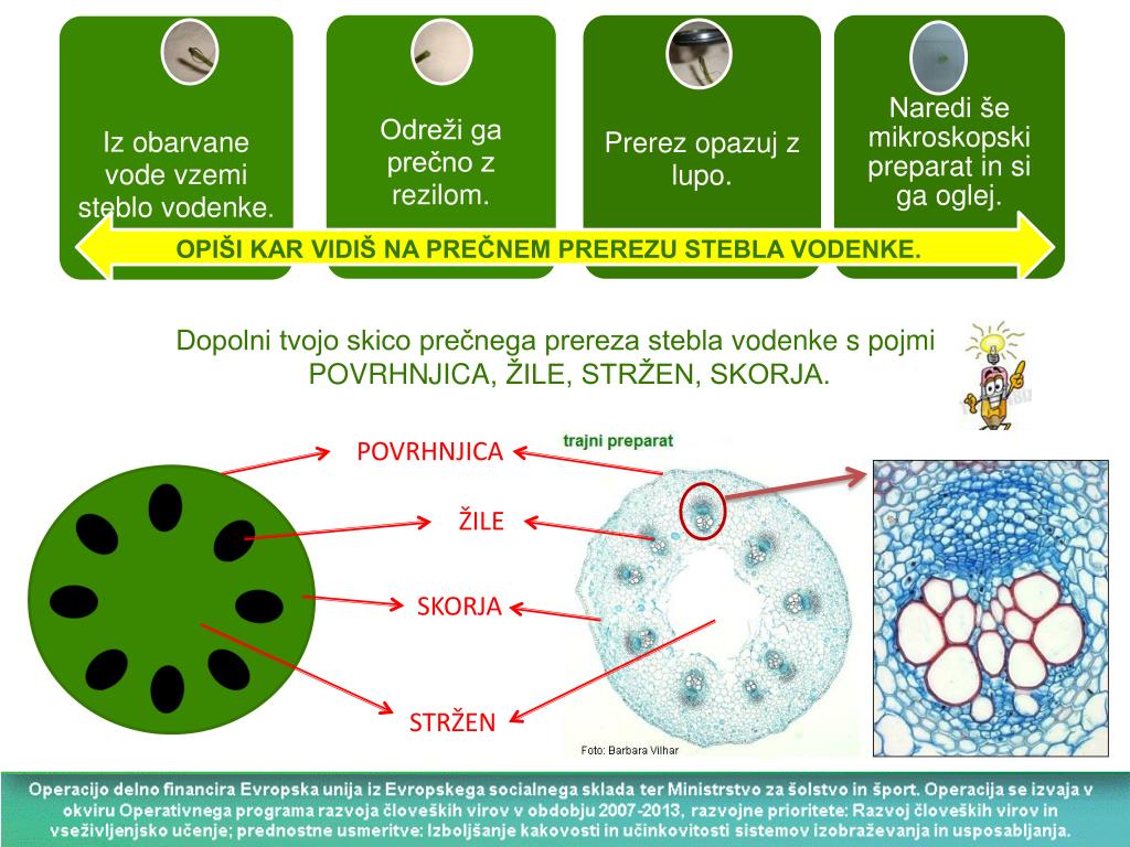 PPT - RASTLINSKI ORGANI korenina, steblo, list PowerPoint Presentation ...