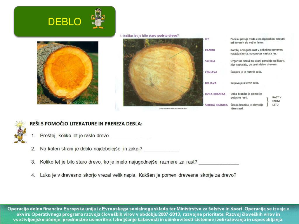 PPT - RASTLINSKI ORGANI korenina, steblo, list PowerPoint Presentation ...