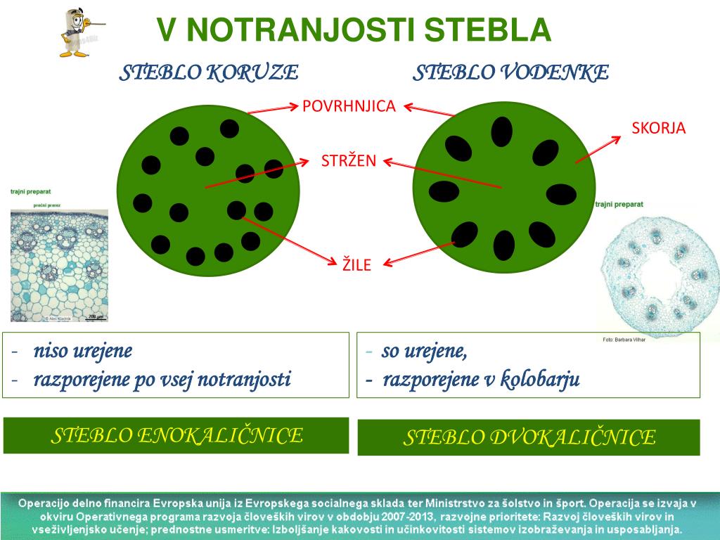 PPT - RASTLINSKI ORGANI korenina, steblo, list PowerPoint Presentation ...