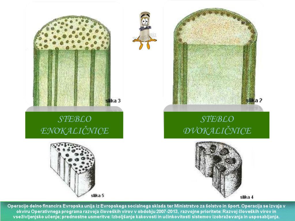 PPT - RASTLINSKI ORGANI korenina, steblo, list PowerPoint Presentation ...