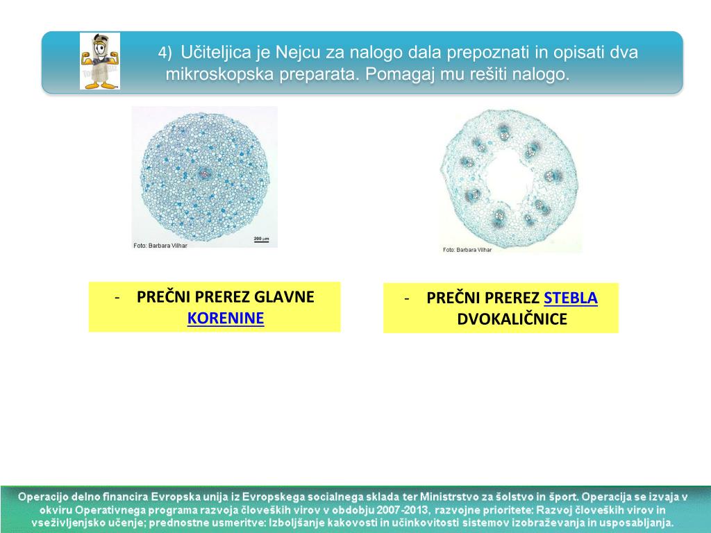 PPT - RASTLINSKI ORGANI korenina, steblo, list PowerPoint Presentation ...